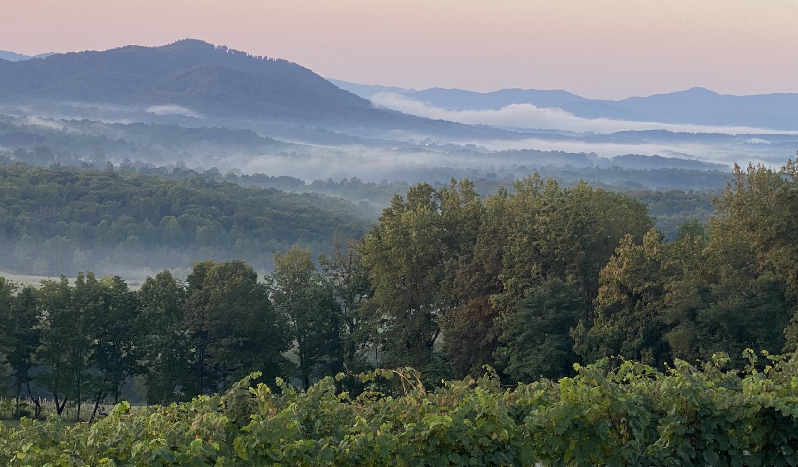 Domaine Finot - Virginia - Williams Corner