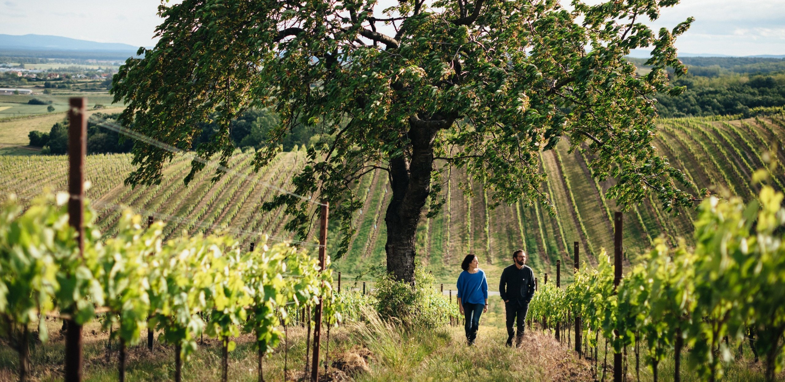 Weninger - Williams Corner